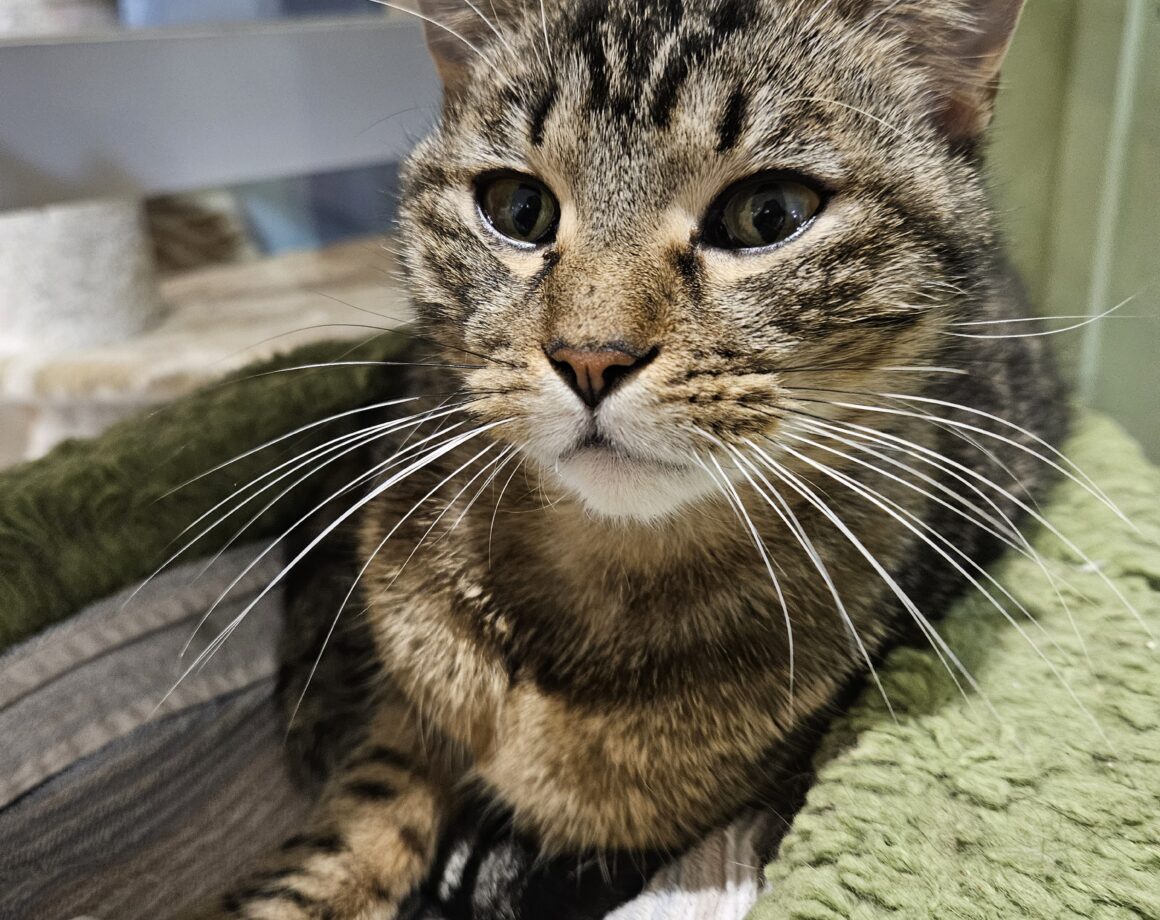 Alliance pour le Respect et la Protection des Animaux